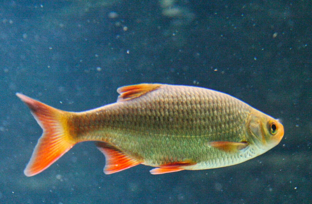 🐟 Was für Fische leben in der Ostsee?